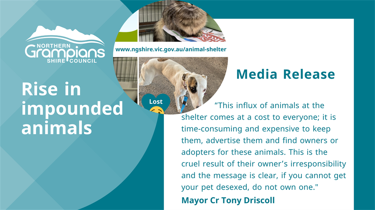 Rise in impounded animals is reminder to community